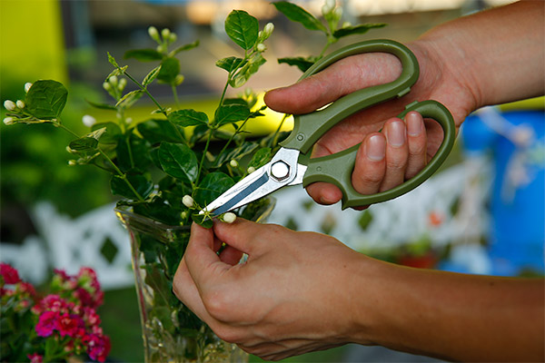 FLOWER SNIP STAINLESS STEEL BLADE NO.2 1037 - THE MAURITIUS CO ...