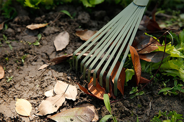 9 TEETH BROOM NO.21 T233A00 - THE MAURITIUS CO-OPERATIVE AGRICULTURAL ...