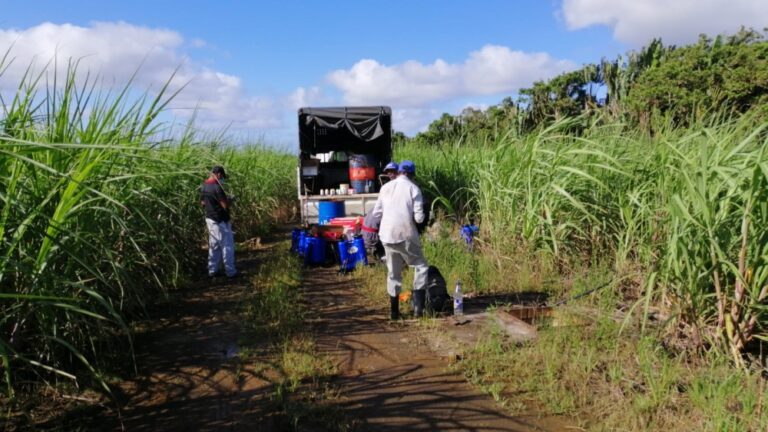 Cane Growing Unit as June 2022 at Rose Belle Sugar Estate - THE ...